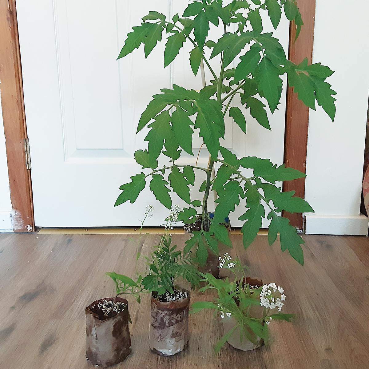 How to Germinate Seeds Quickly – Mother Earth News